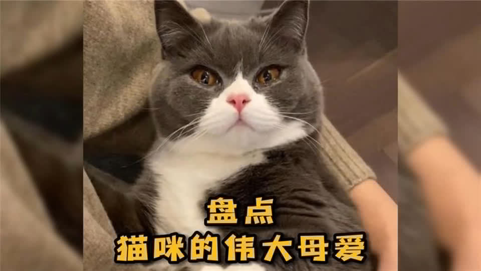 萌喵一箩筐:盘点猫咪的伟大母爱