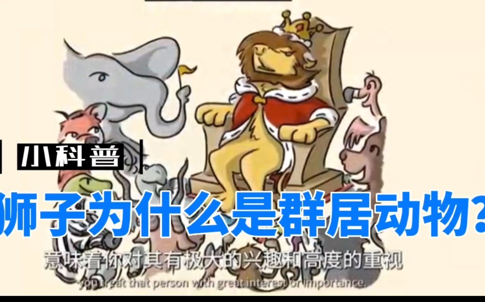 小科普:狮子为什么是群居动物?