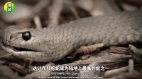 世界上十大最毒的毒蛇