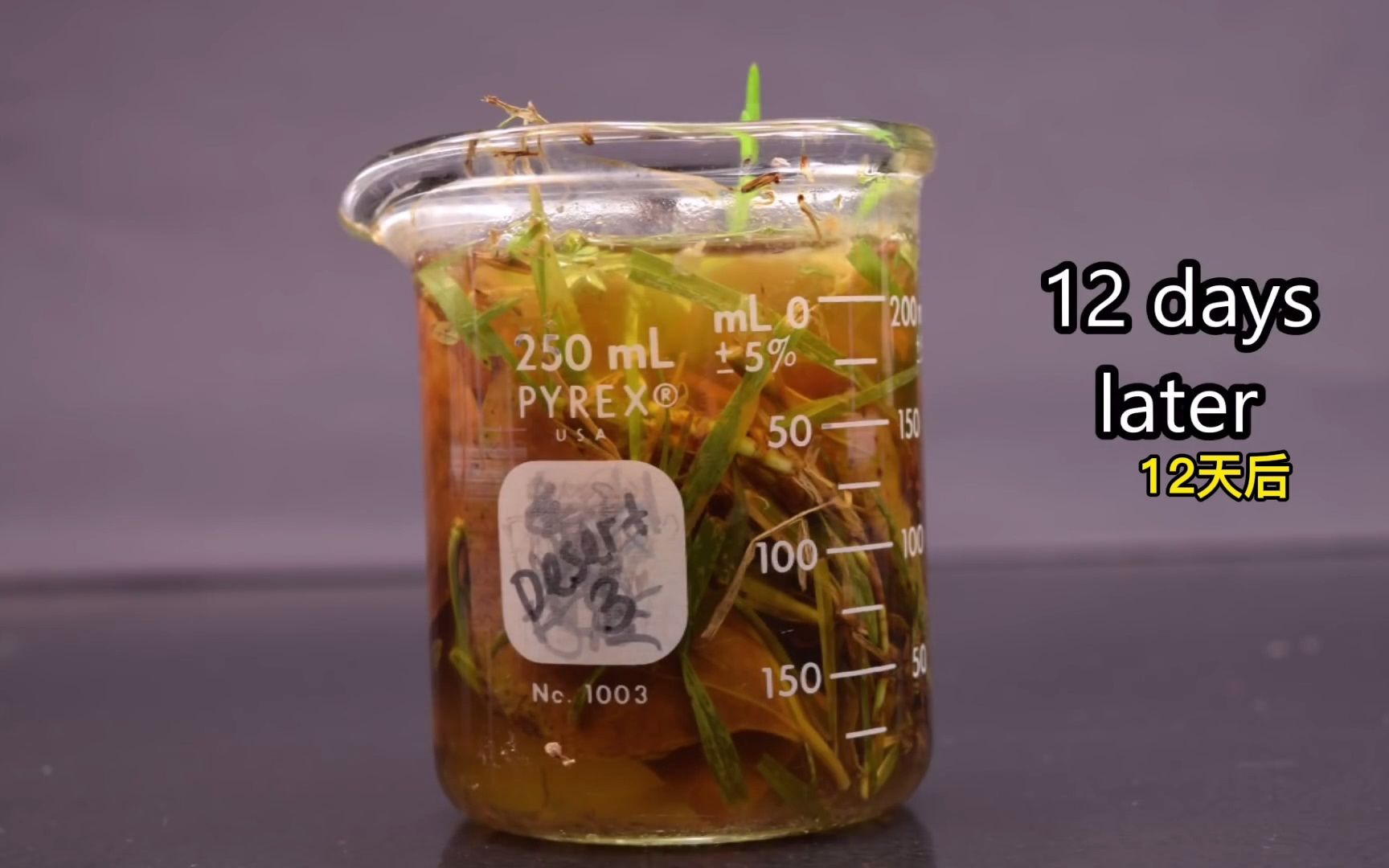 用显微镜观察:脏水里的微生物,煮沸前后的变化