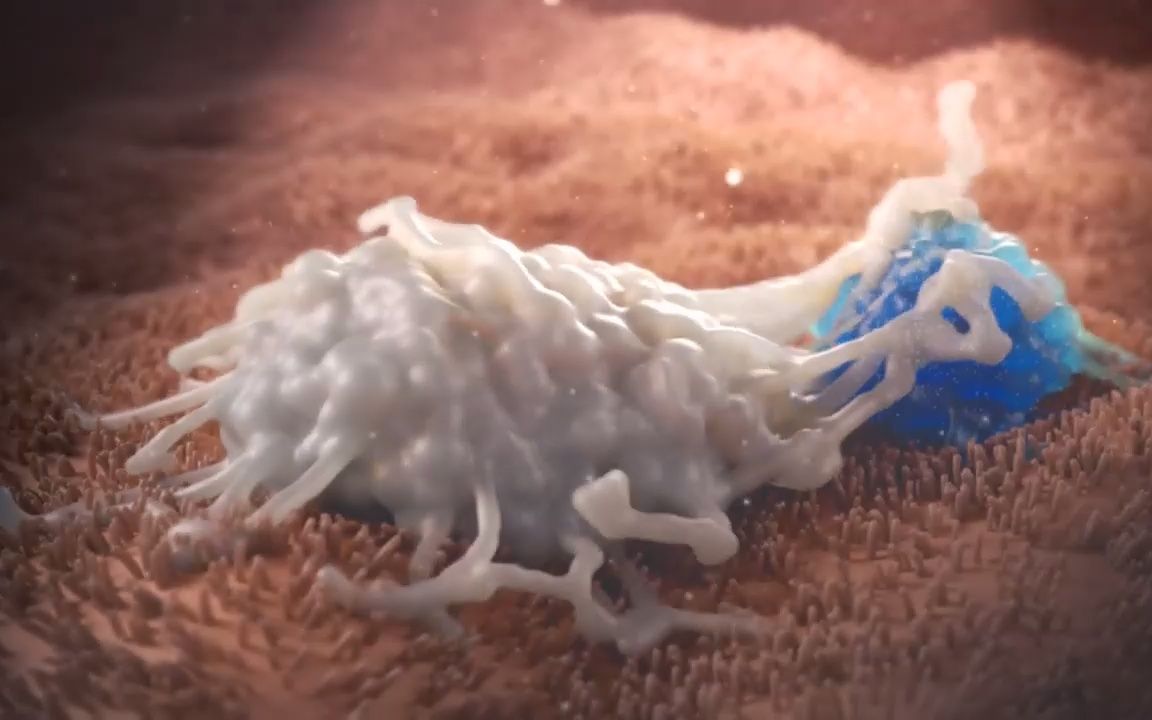 白细胞吞噬病毒过程三维动画展示+医疗动画展示+三维动画制作