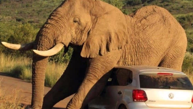 大象瘙痒难耐,采用的挠痒痒方式真特别,游客笑得直不起腰