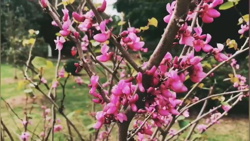 3月底,公园的花开了,这些花,您认识几种呢?