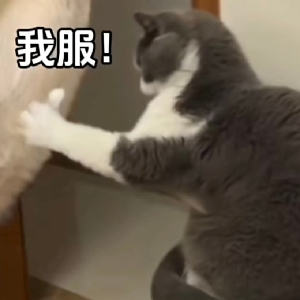 zck喵喵喵 