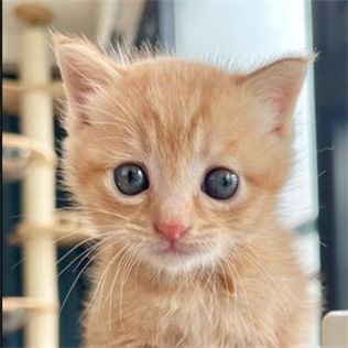 奶瓶是只猫