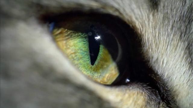 科学家通过模拟猫的眼睛看世界,黑暗中视觉大不同