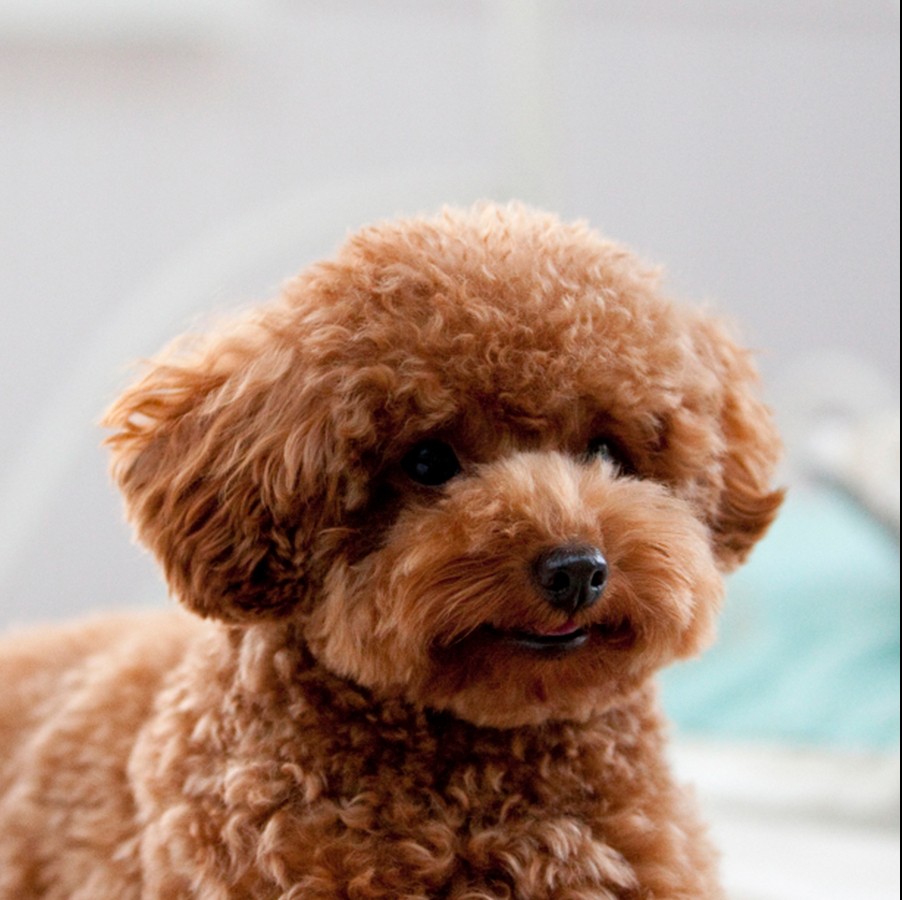 贵宾犬百科 