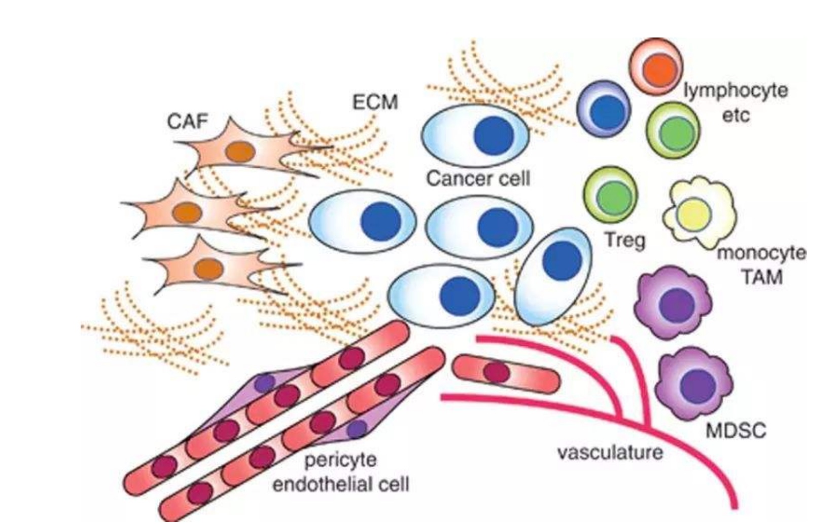 肿瘤免疫微环境及免疫浸润--ESTIMATE算法(纯生信2-3分SCI)