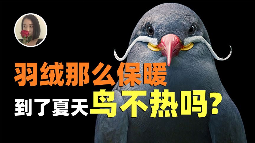 【鸟之羽02】羽绒为什么是最好的保暖材料?夏天鸟不热吗
