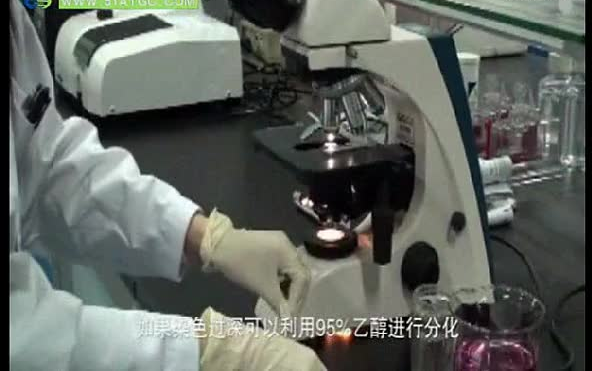 石蜡切片的HE/PAS/TUNEL染色实验教程