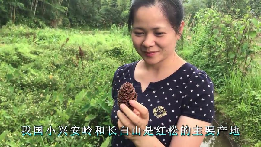 农村这种常见的果实，它的作用数不胜数，可以说得上全身是宝