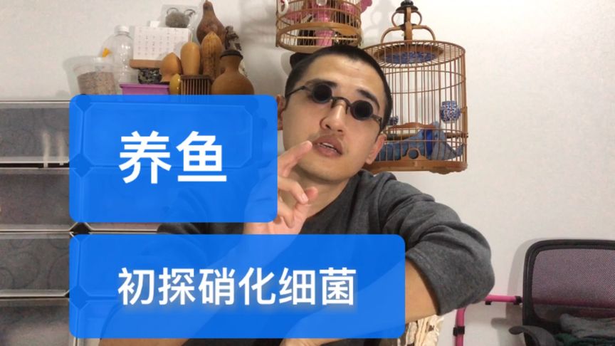 高手养鱼都要先组建硝化系统,硝化系统的组建离不开硝化细菌