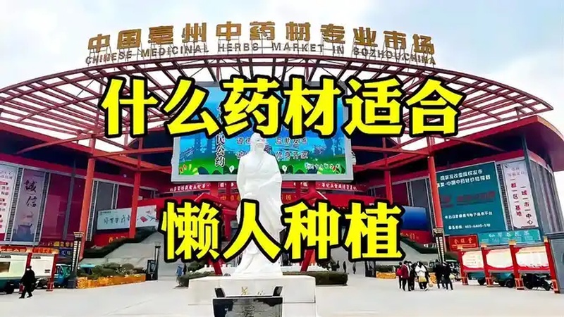 适合懒人种植的药材有没有?
