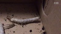 蚕宝宝完整蜕皮过程!怕虫者慎入