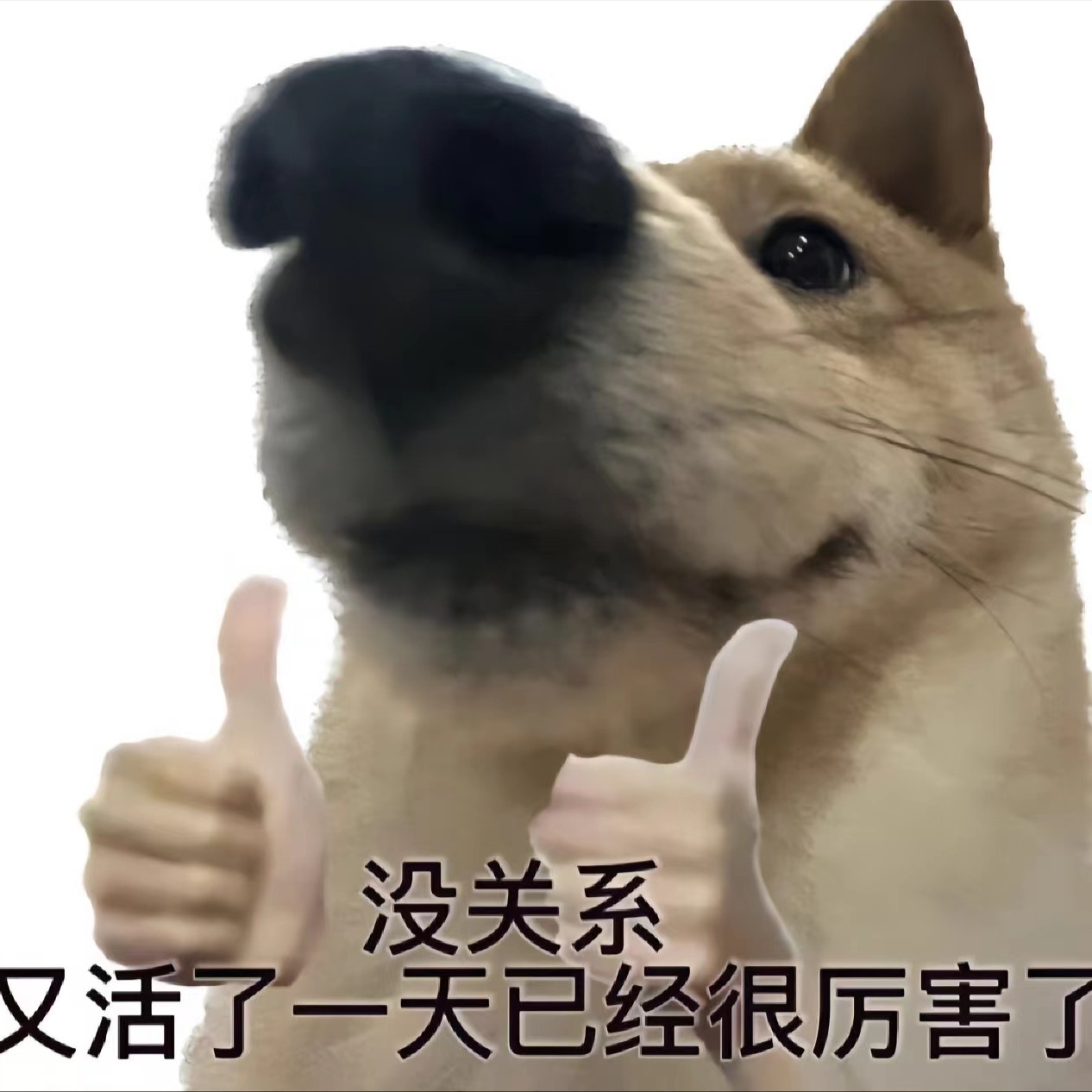 长安城南花开 
