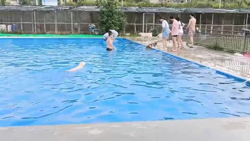 #游泳ߏ� #狗狗 #狗狗游泳 夏天的狗子最爽了