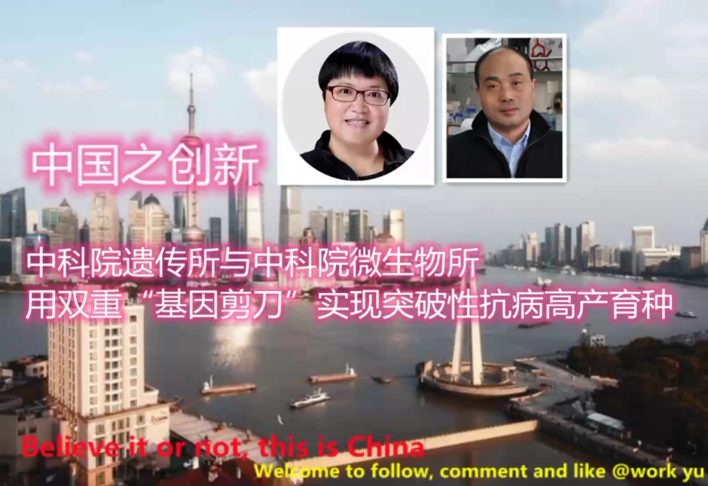 ...遗传所与中科院微生物所用双重“基因剪刀”实现突破性抗病高产育种