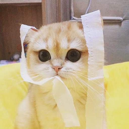 菇冬怎么肥四 
