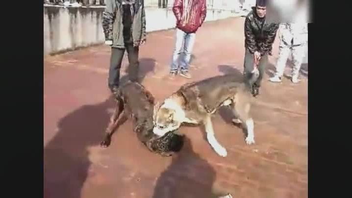 卡斯罗战中亚,打架还是中亚比较厉害!一般狗都不行!