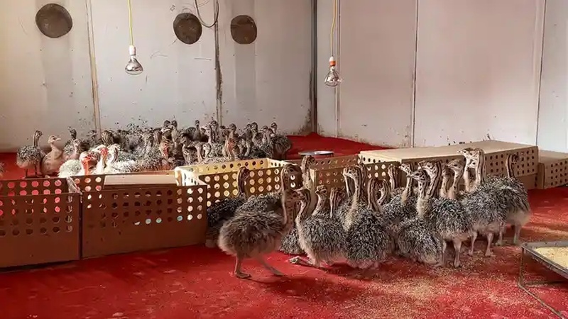国外鸵鸟产业发展模式对我国的启示