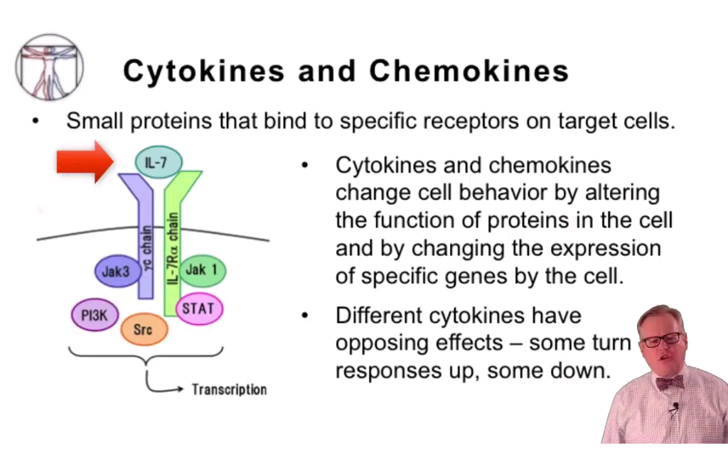 【免疫学】细胞因子和趋化因子(Cytokines and Chemokines)英文无字幕