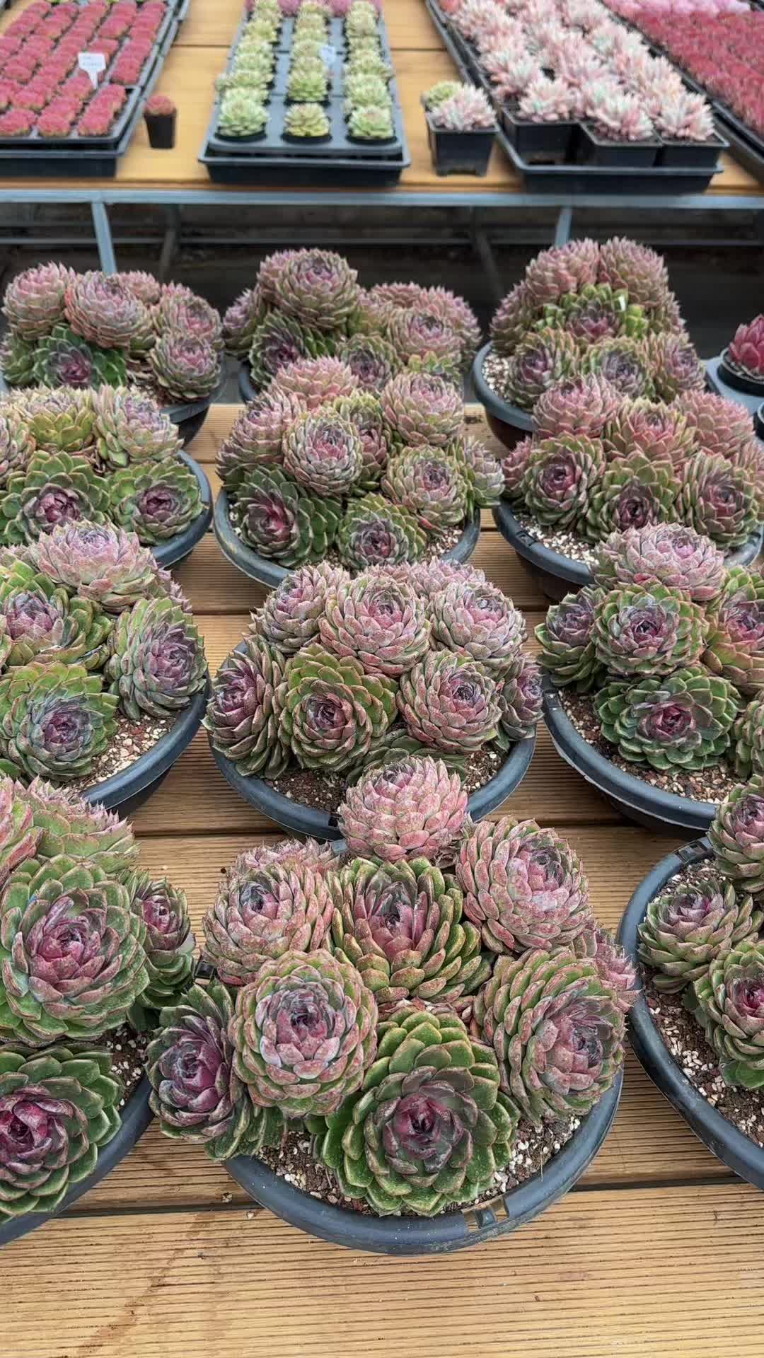 肉友们:超大群全朵《蓝莓》群生,只要98就可以带回家哦,喜欢的肉友...