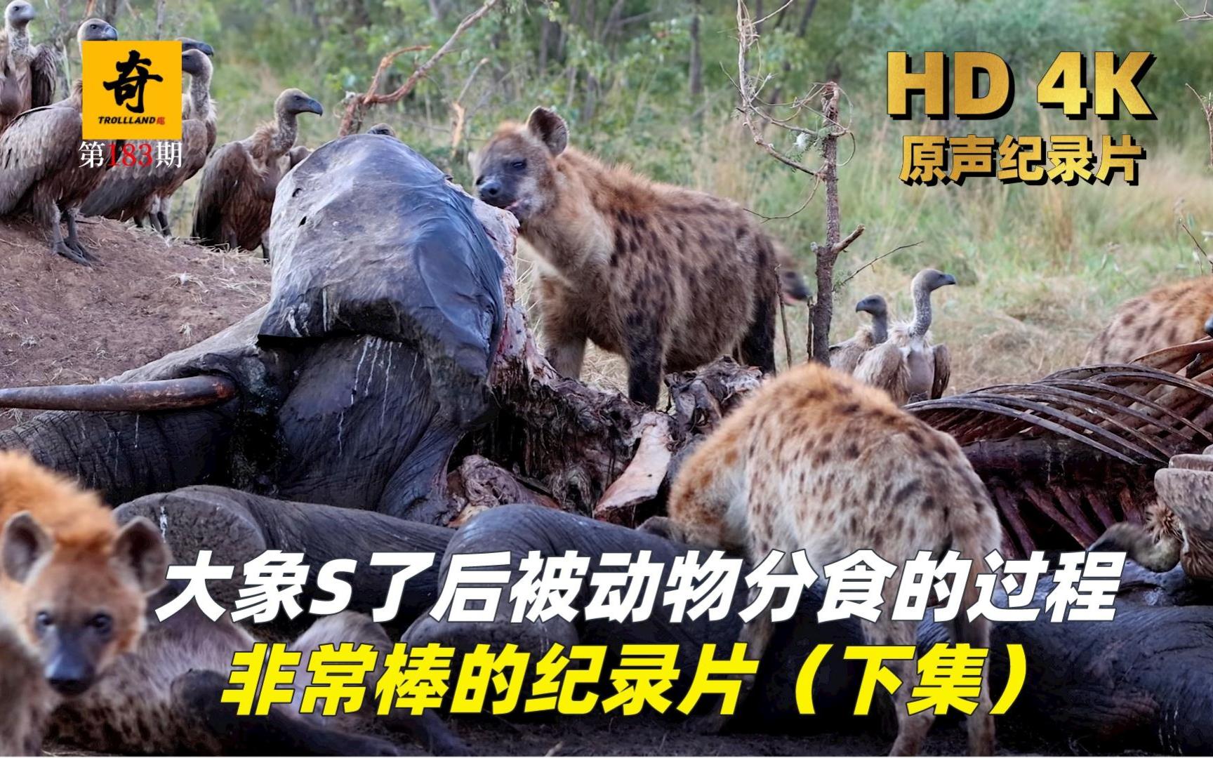 大象S了后被动物分食的过程,非常棒的纪录片(下集)