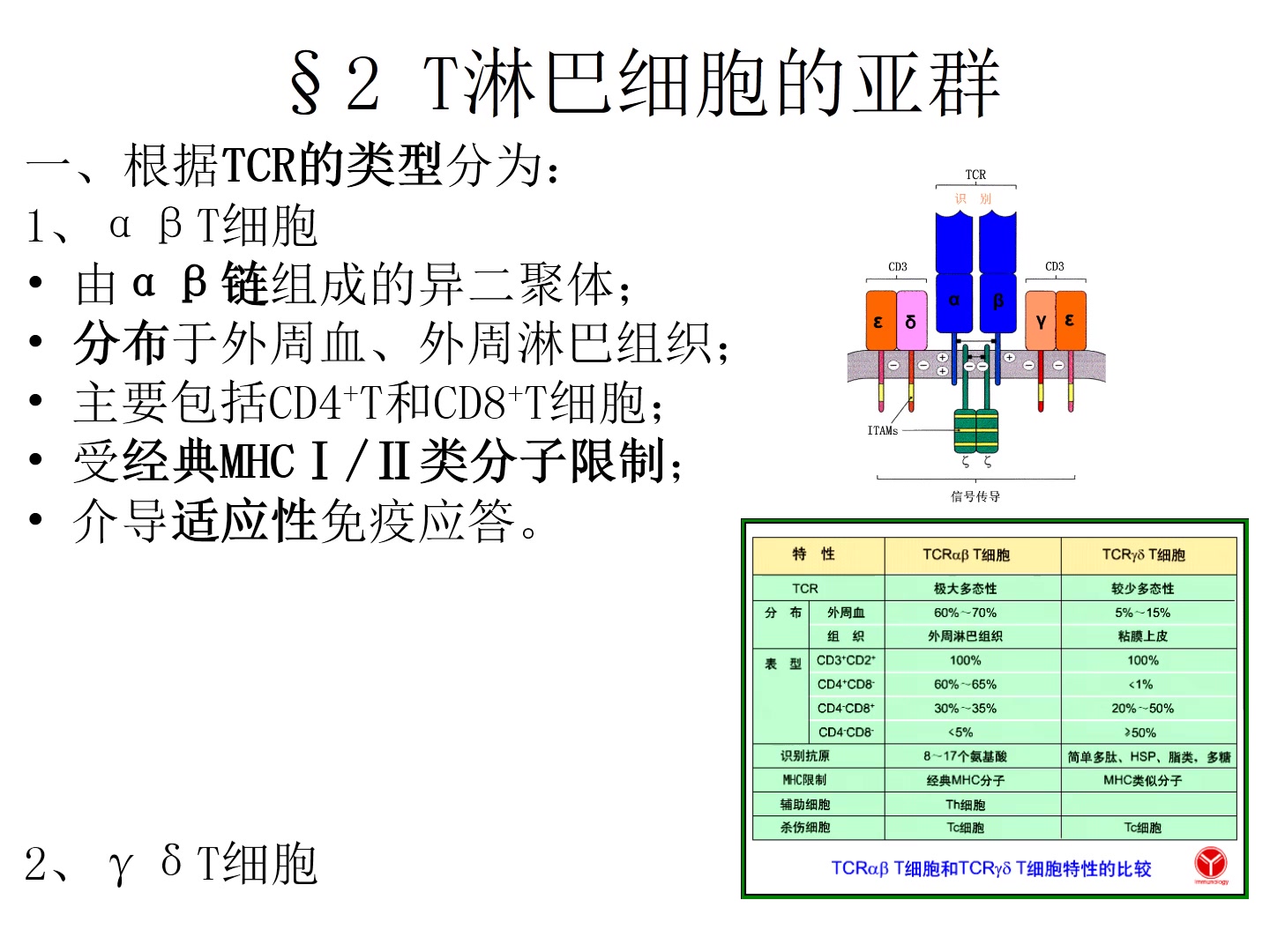 分子免疫学 第十章 T淋巴细胞