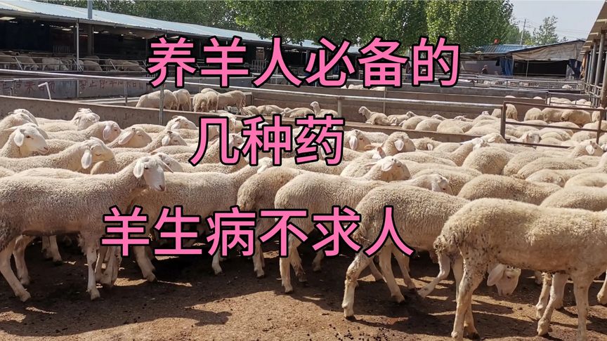 羊生病不求人养羊人必备的几种药今天分享给大家!