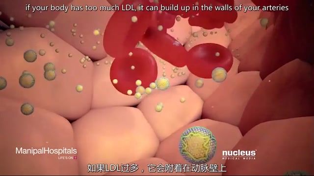 【3D演示】低密度脂蛋白与高密度脂蛋白(LDL与HDL)