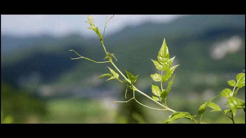 张家界茅岩莓茶,有效改善咽喉不适、提升免疫力、改善感冒