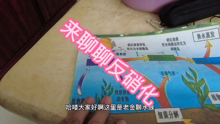 来聊聊反硝化,还有你们拼命都想去掉的硝酸盐