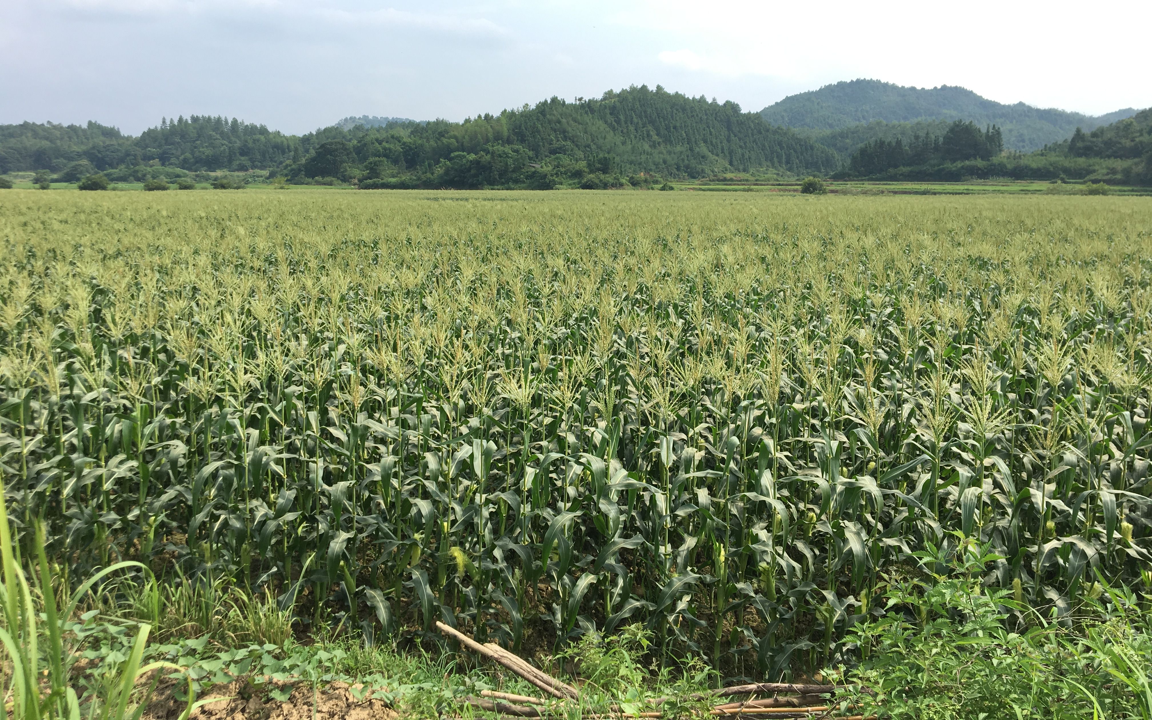种植水稻为主的农田,为什么都变成种植玉米,农民正在改变