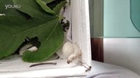蚕宝宝变成蚕蛹了