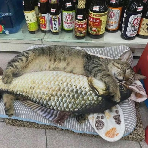 你暗恋的那个人 