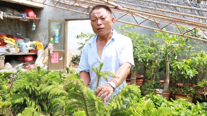 这种植物叫南洋杉,很难养植,农村养花匠用土办法养植的非常好!