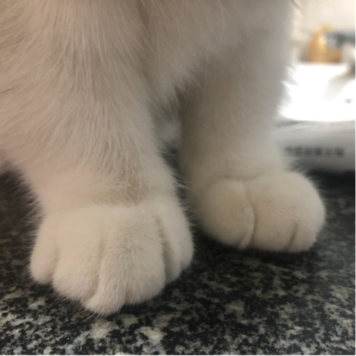 秋田咕咕_ 