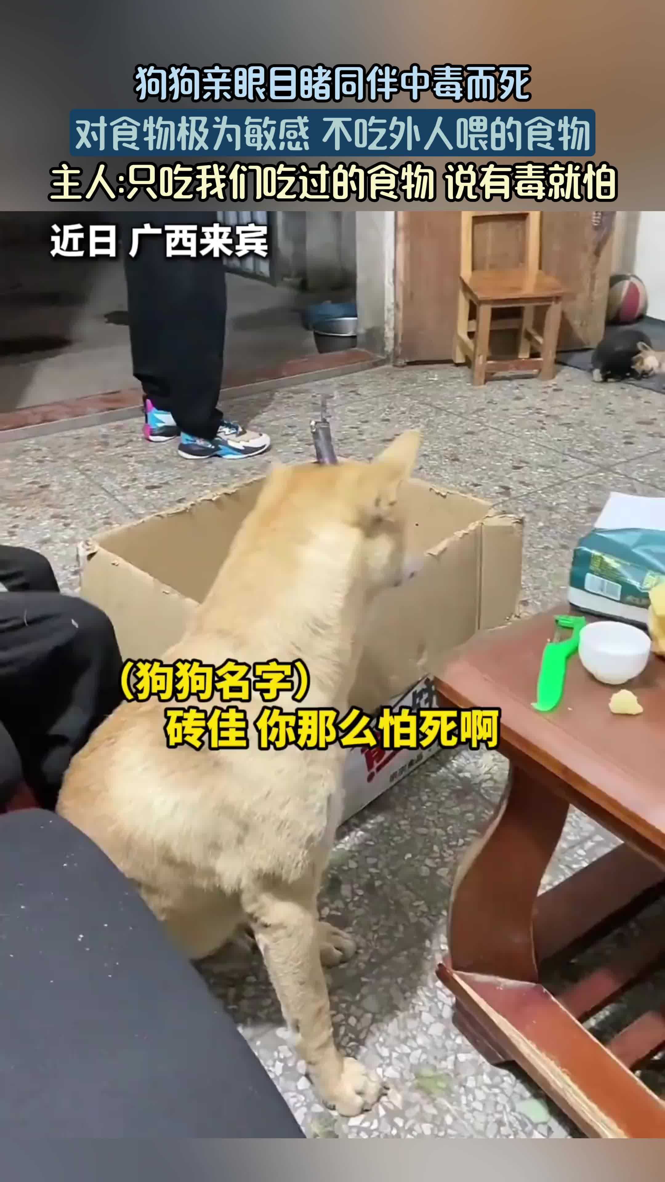 狗狗亲眼目睹同伴中毒而死,对食物极为敏感不吃外人喂的食物。