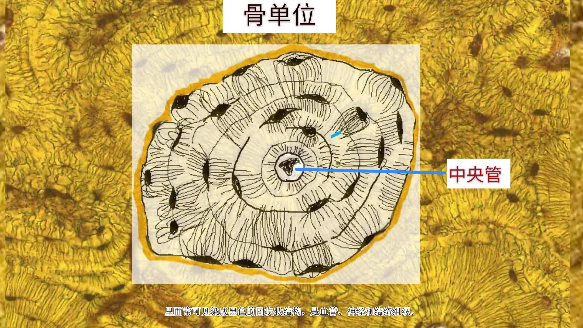 《组织学与胚胎学》实验课讲解视频—长骨和骨发生