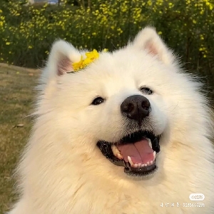 偏爱只给心上人 