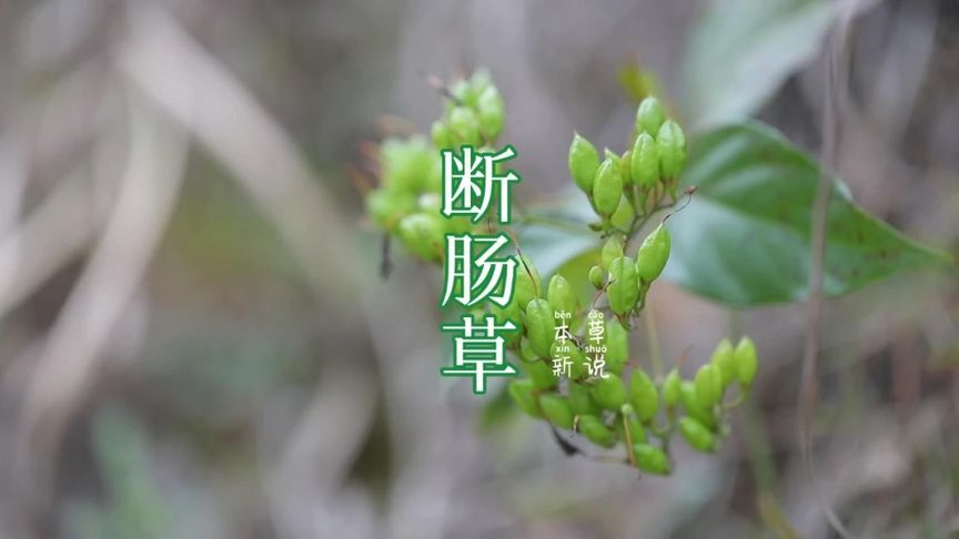它是神农最后识别的植物,和金银花特别像的断肠草大家一定要分清