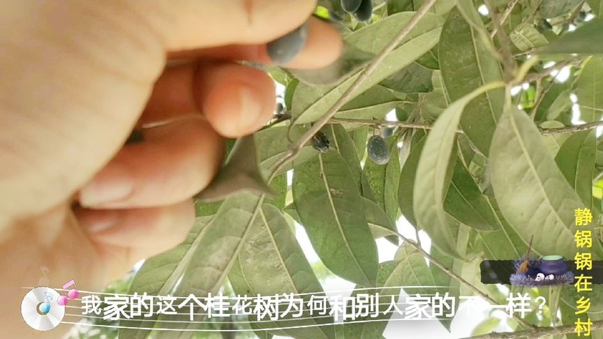 我家的桂花树这是怎么啦?居然结这样的果子