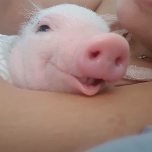 蟑螂大帝统一宇宙 