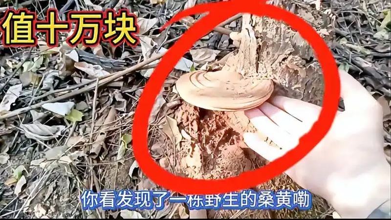 湖南第一次发现野生桑黄,价值十万块