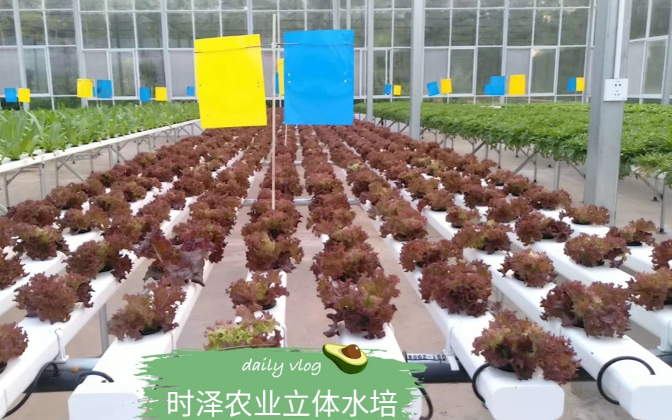 无土栽培—立体水培生菜生长全过程
