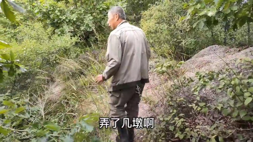 蚕宝宝被鸟吃的越来越少,两个月的辛苦付出,蚕农坐一起道心酸