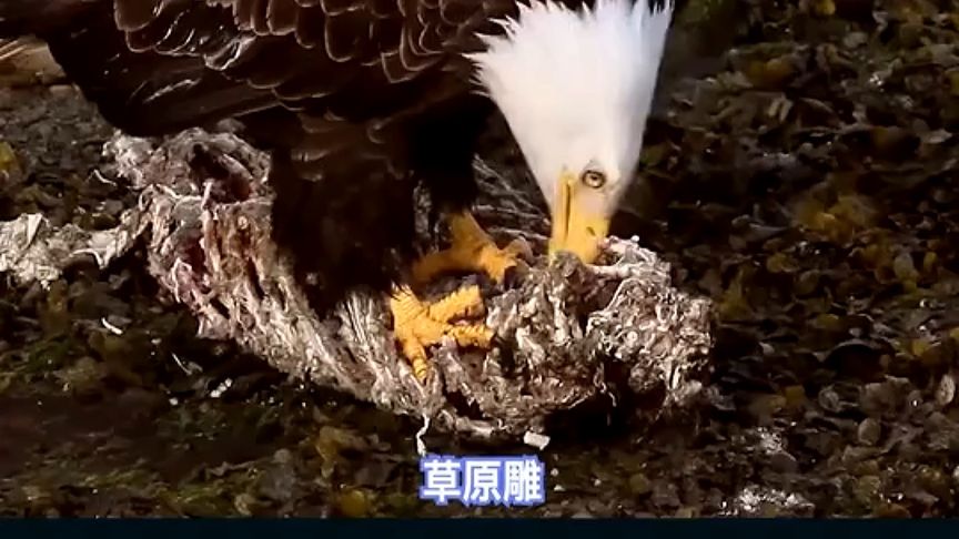 不正经的探索发现,科研人员在雕身上安定位器,却欠了巨额漫游费