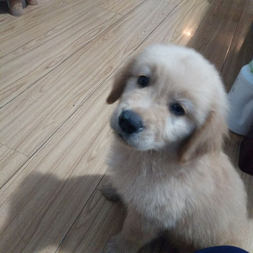 狗子锤 
