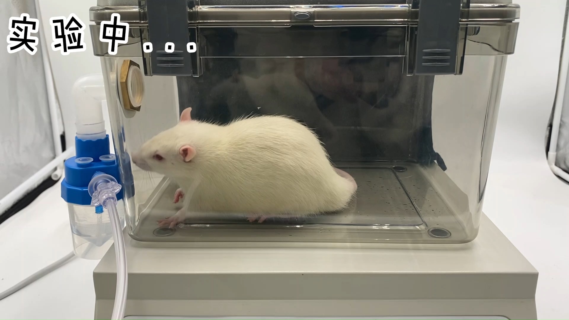 雾化给药仪在大小鼠实验中同样有效