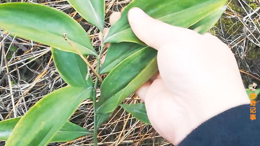 这种植物就是黄精,你知道它有什么作用吗